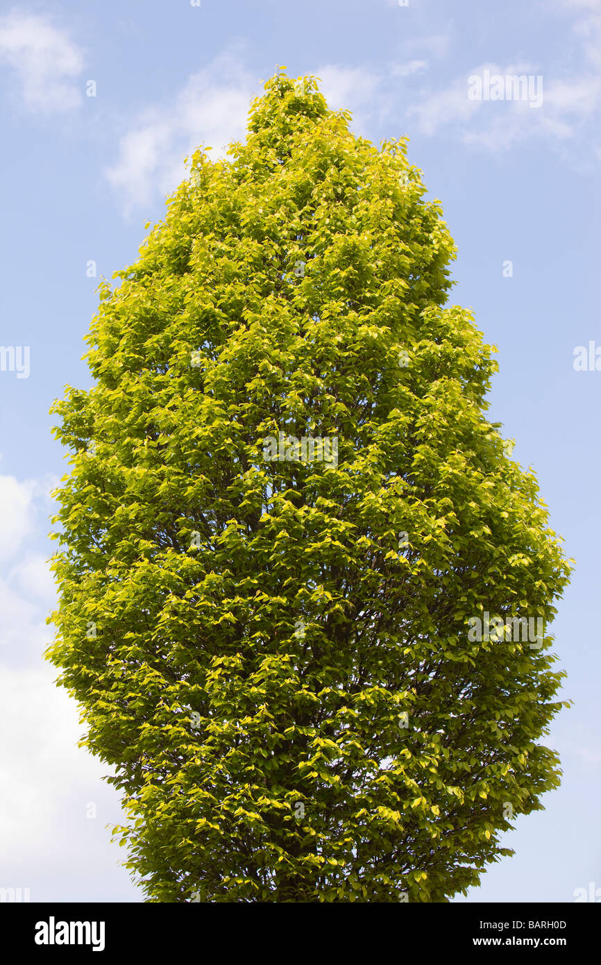 Tree shaped like lollipop hi-res stock photography and images - Alamy