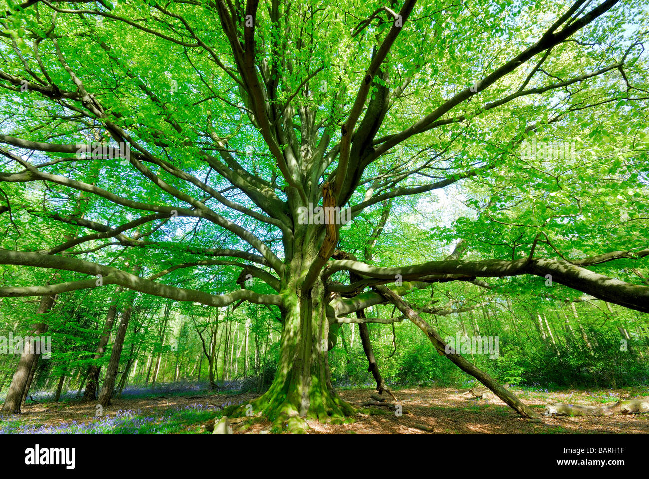 Woodland trees in spring Stock Photo - Alamy