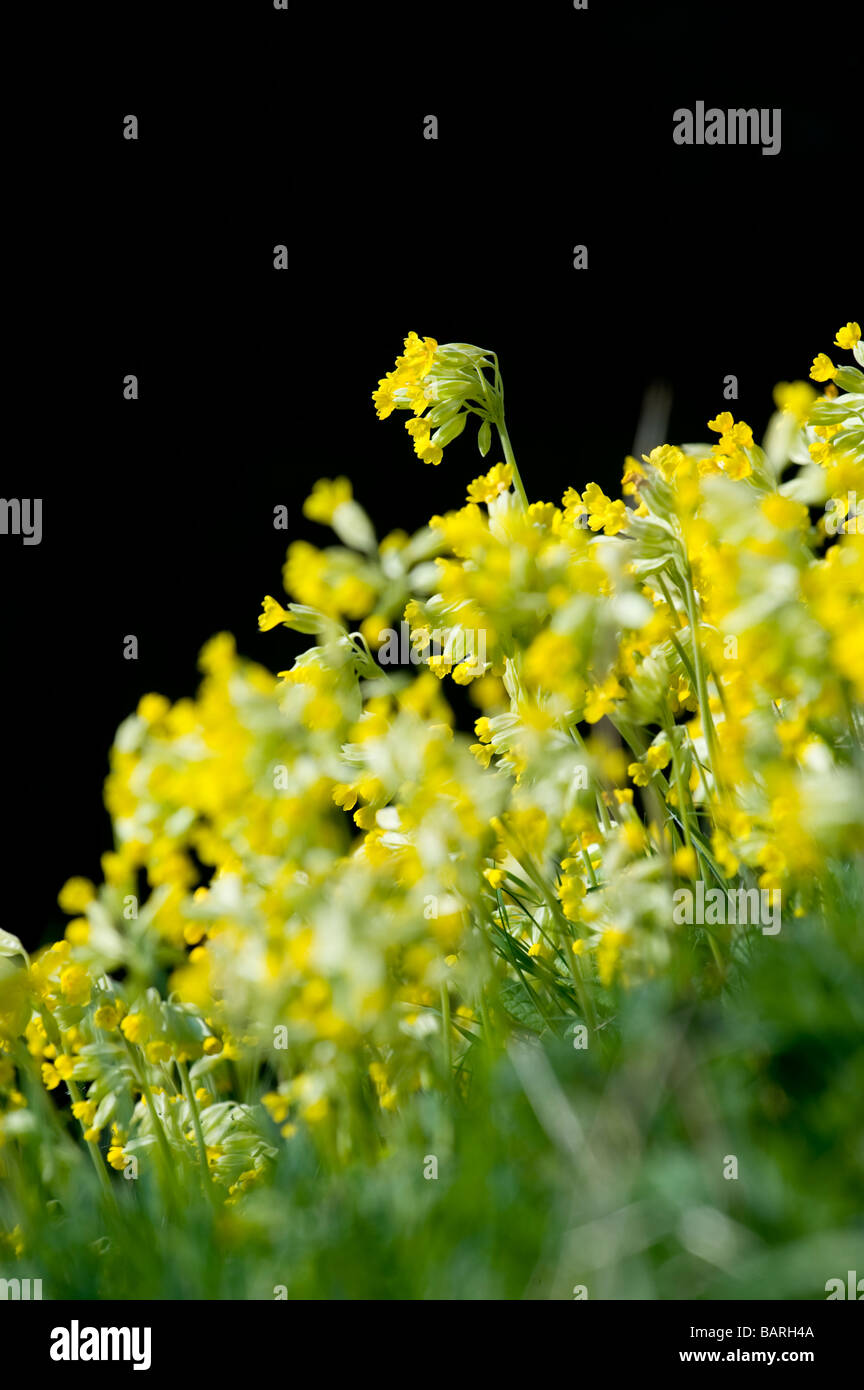 Wild Cowslips primula veris in the spring sunshine Stock Photo - Alamy