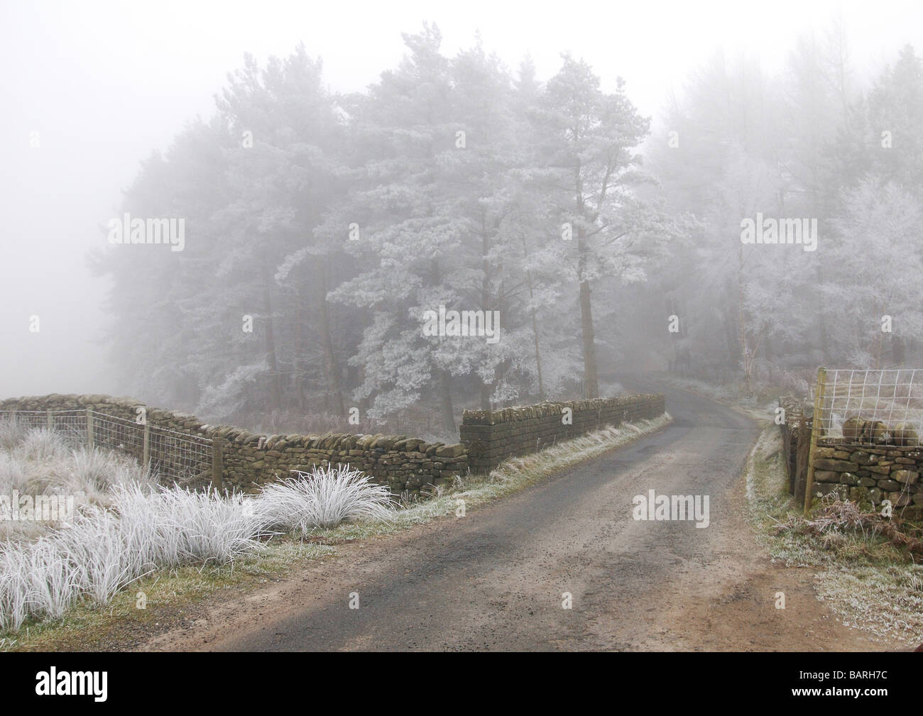 Forest of Bowland during sub zero temperatures of winter with haw frost ...
