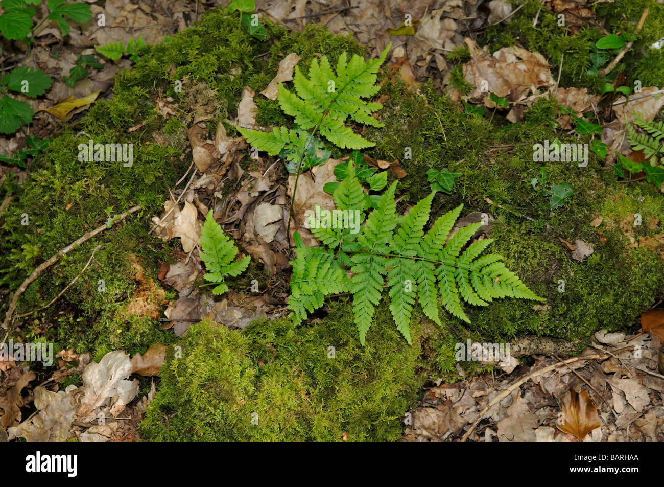 Young fern growing in woodland England UK Stock Photo - Alamy