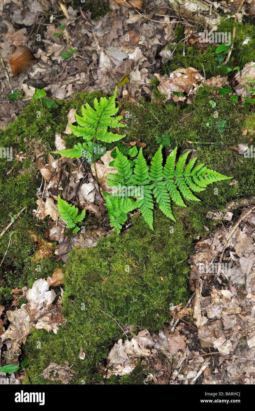 Young fern growing in woodland England UK Stock Photo - Alamy