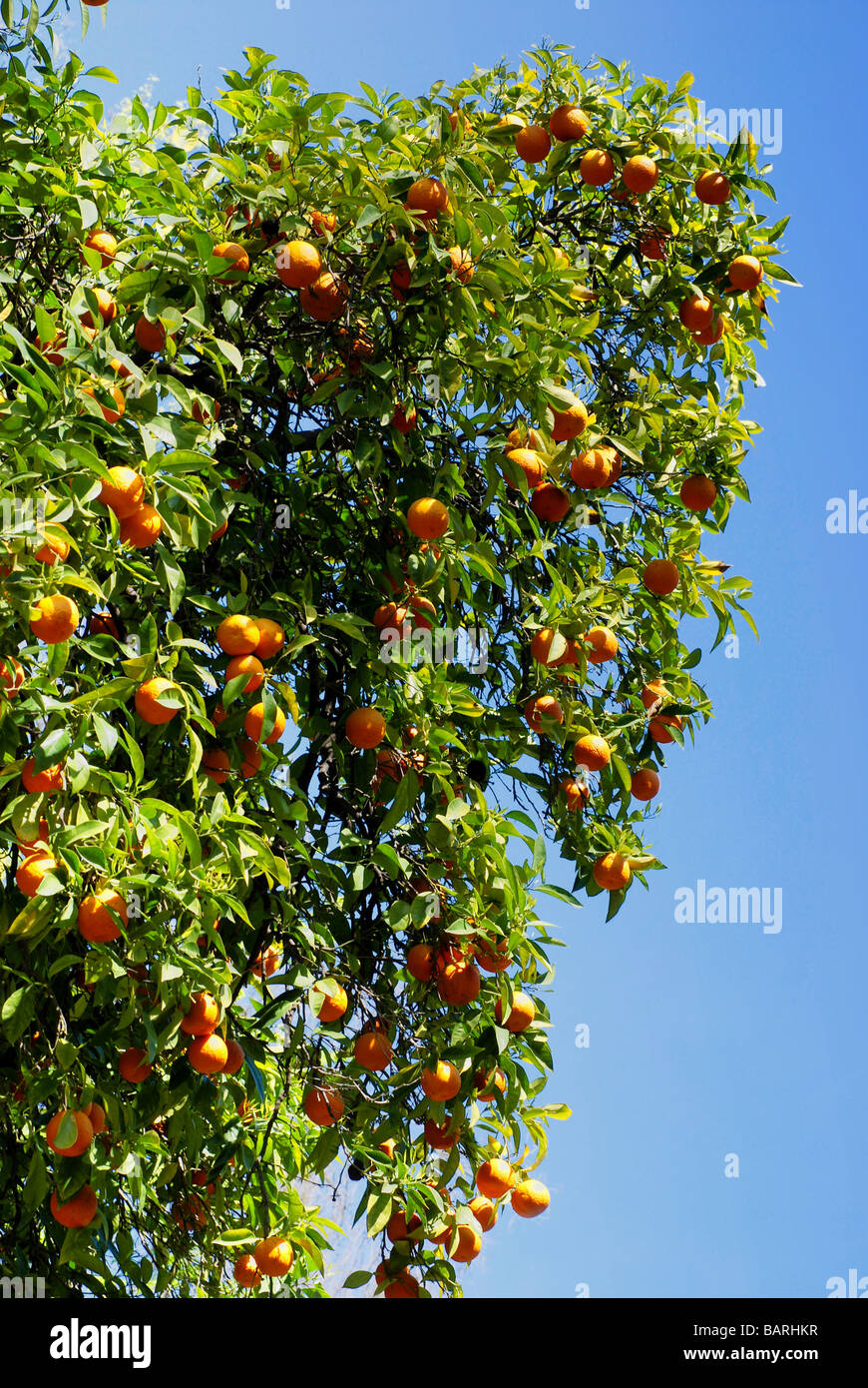 Orange tree bearing fruit in sunlit orchard Stock Photo - Alamy