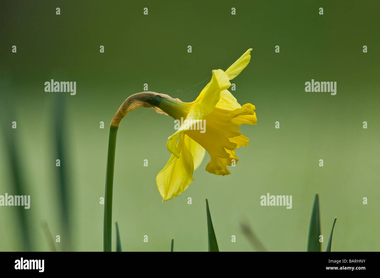 Daffodil the flower of St David's Stock Photo - Alamy