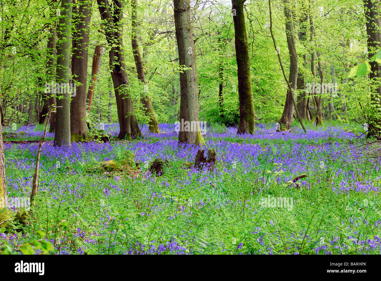 English bluebell woods hi-res stock photography and images - Alamy