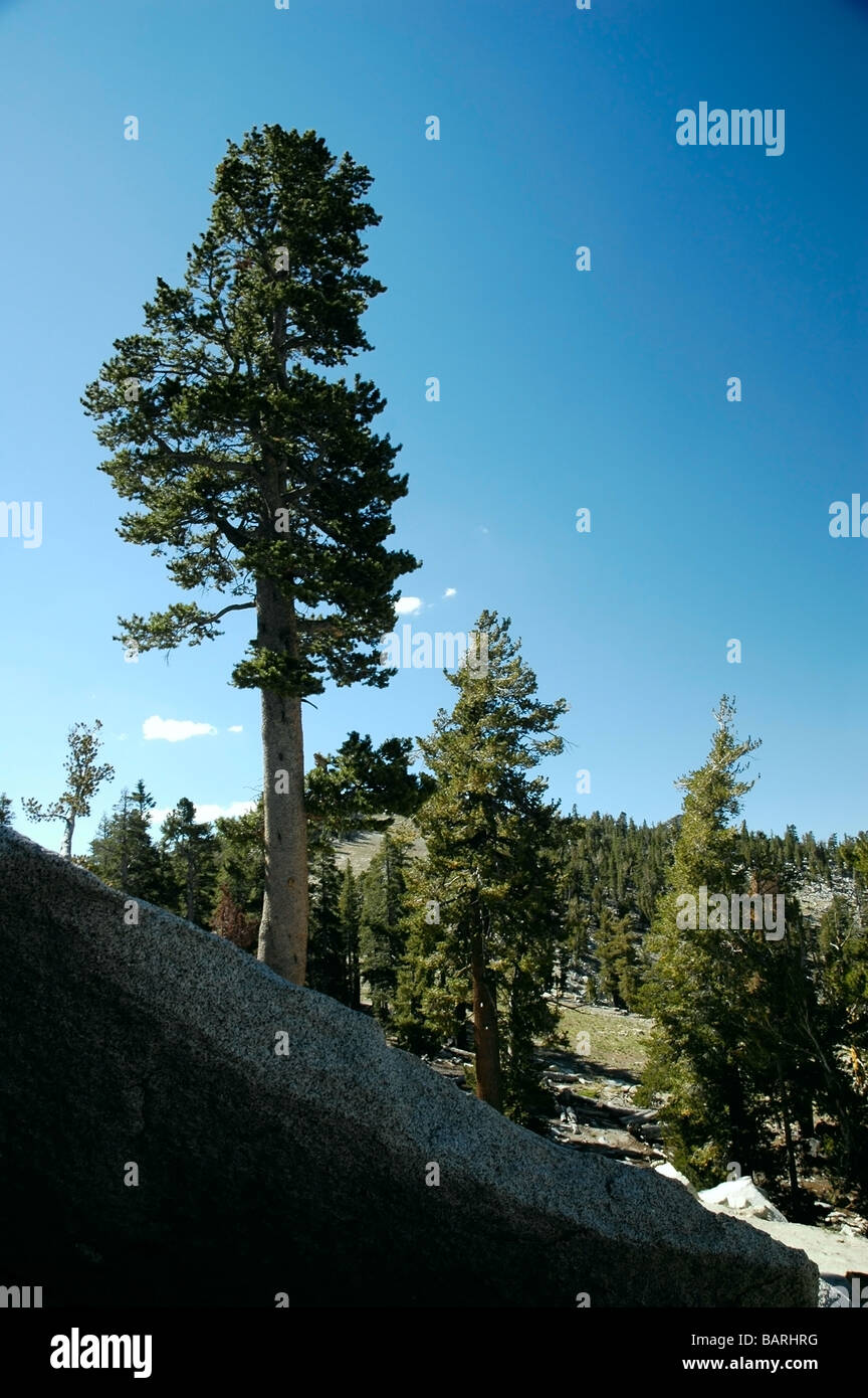 Dead pine tree granite rock hi-res stock photography and images - Alamy