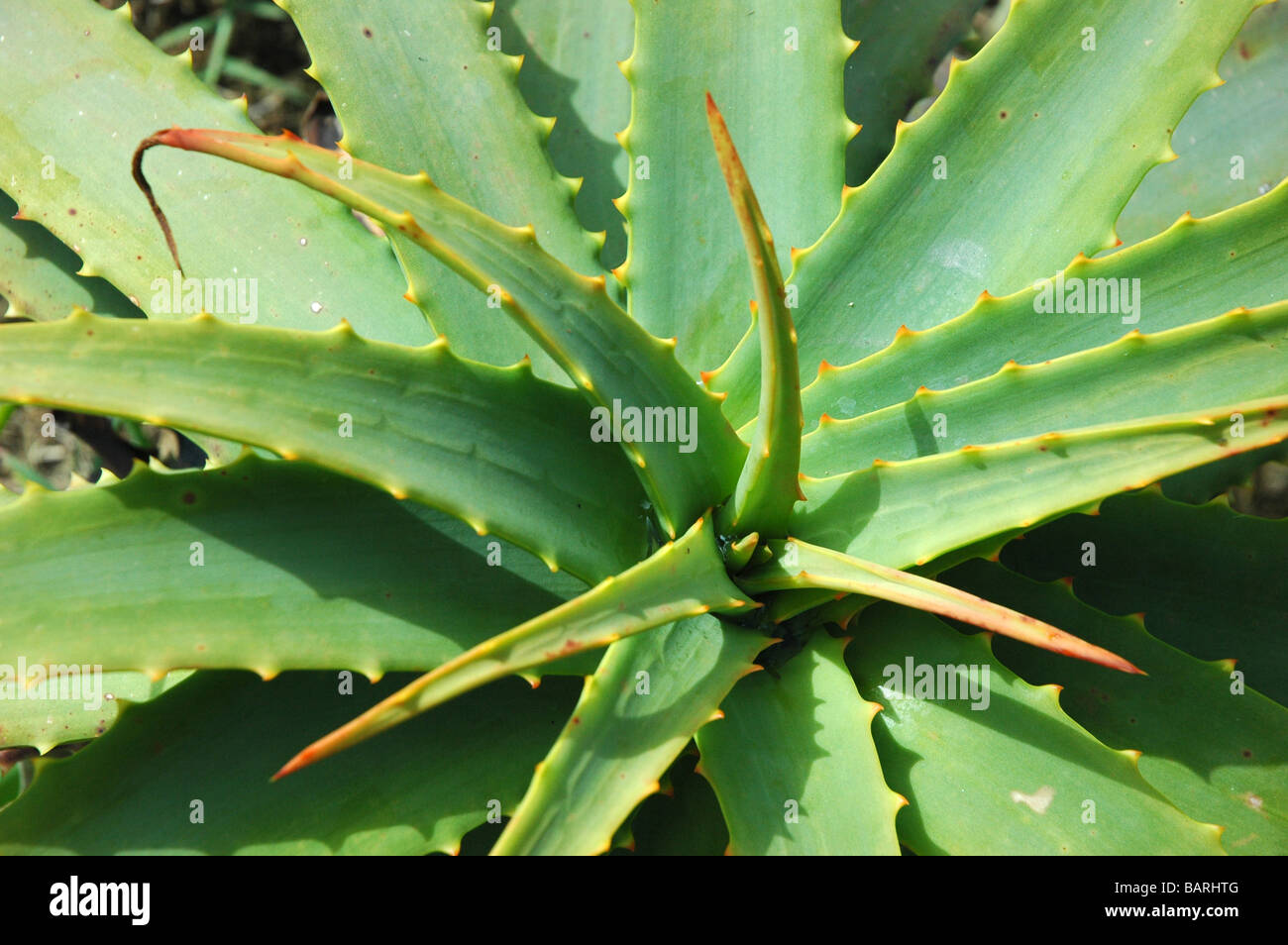 Aloe vera plant Stock Photo - Alamy