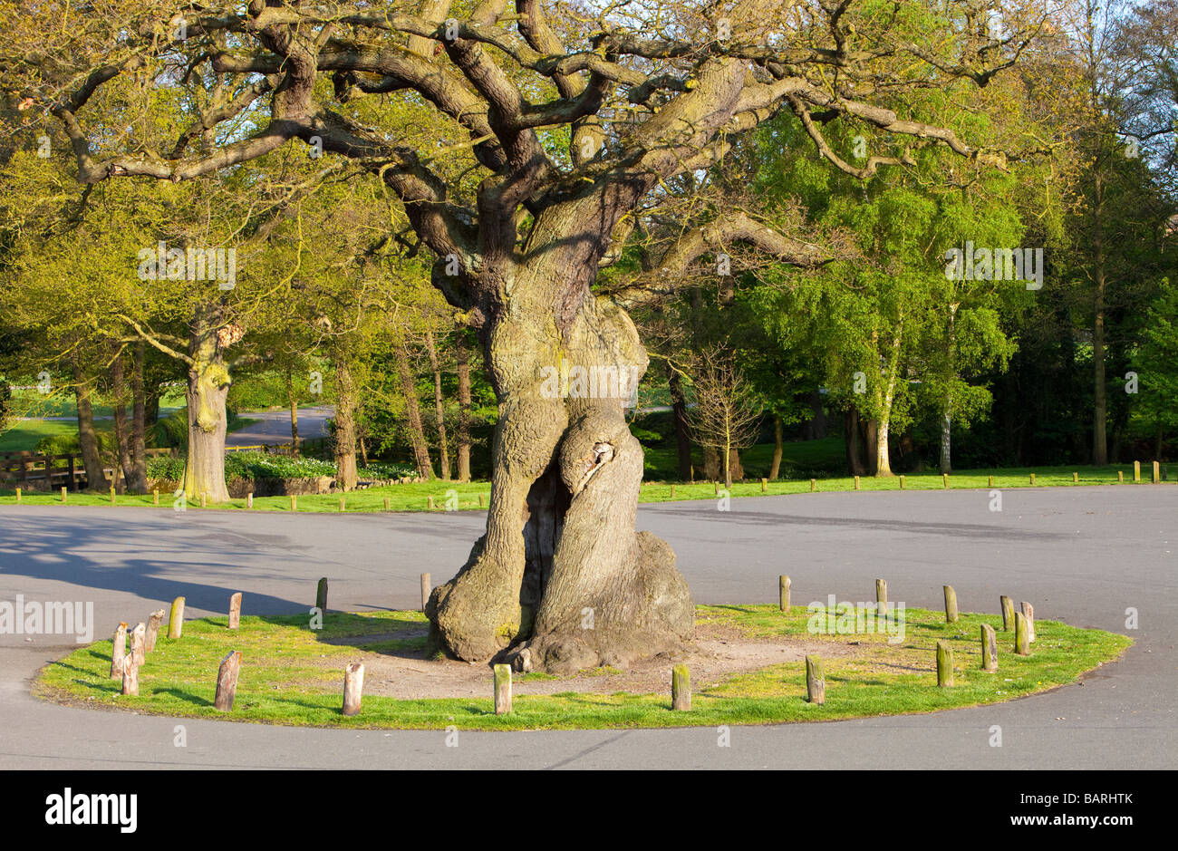 Ancient oak tree park hi-res stock photography and images - Alamy