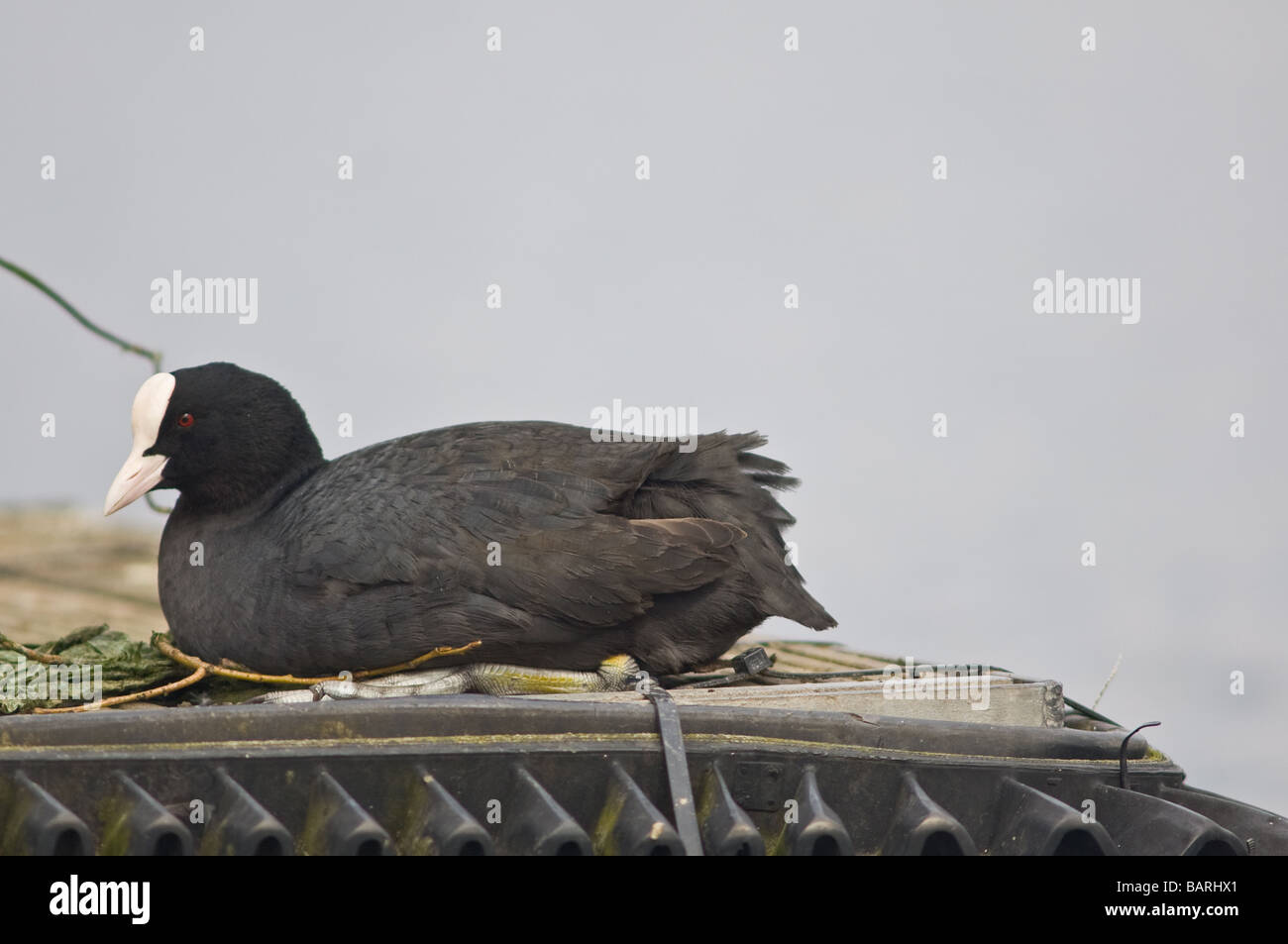 Bald coot hi-res stock photography and images - Alamy
