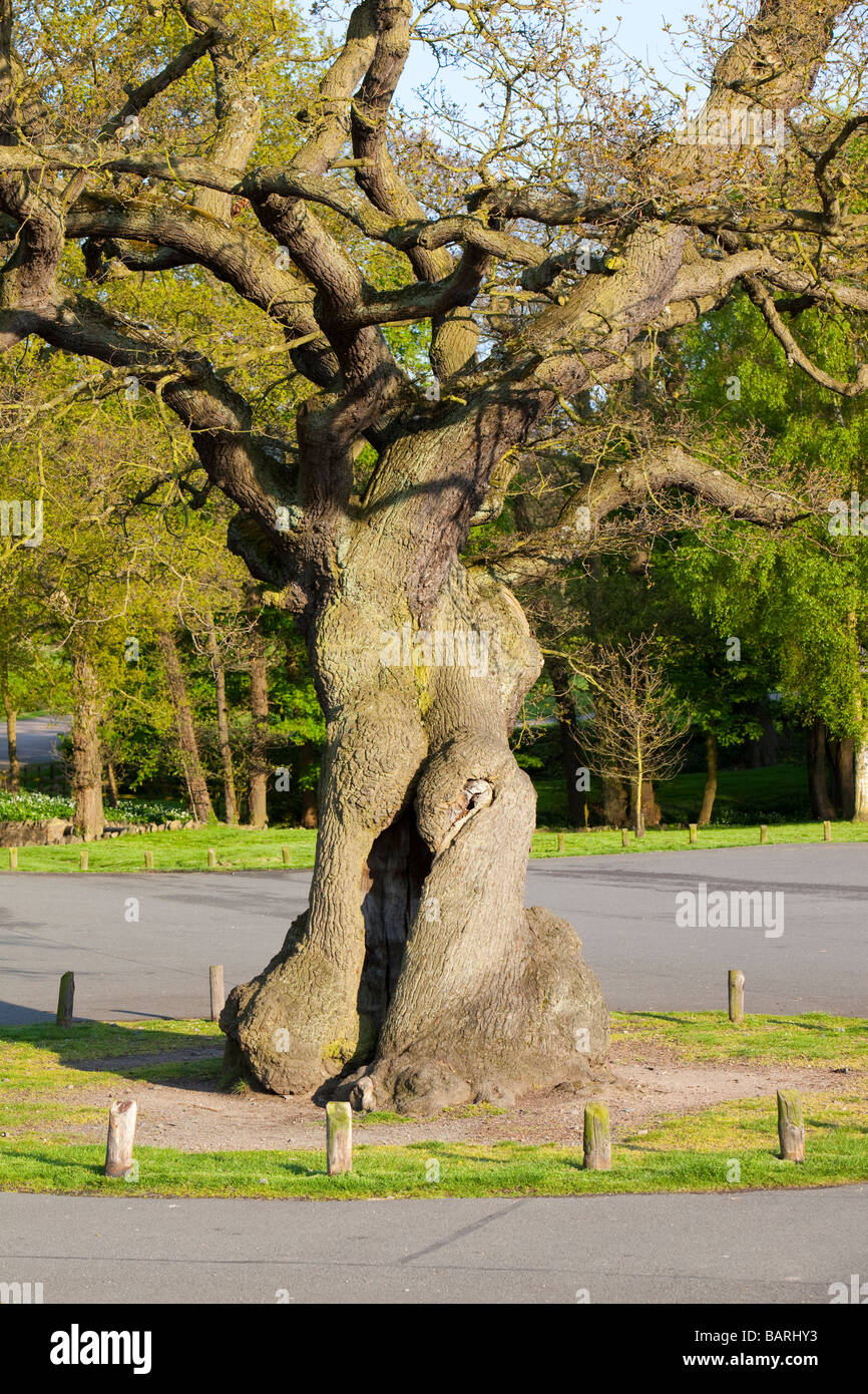 Ancient oak tree park hi-res stock photography and images - Alamy