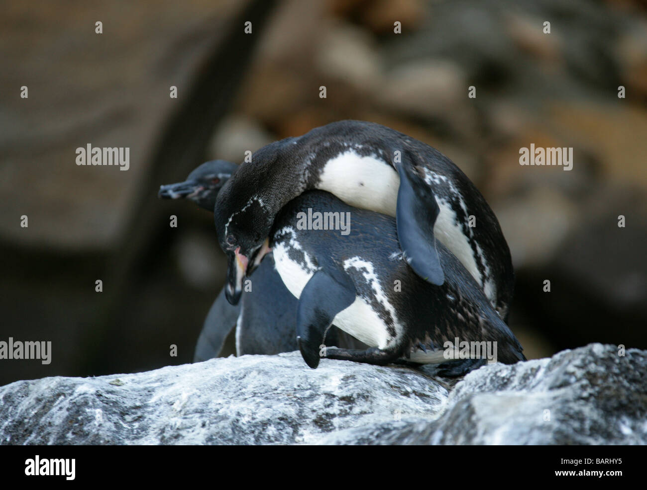 Mating Galapagos Penguins, Spheniscus mendiculus, Punta Vicente Roca ...