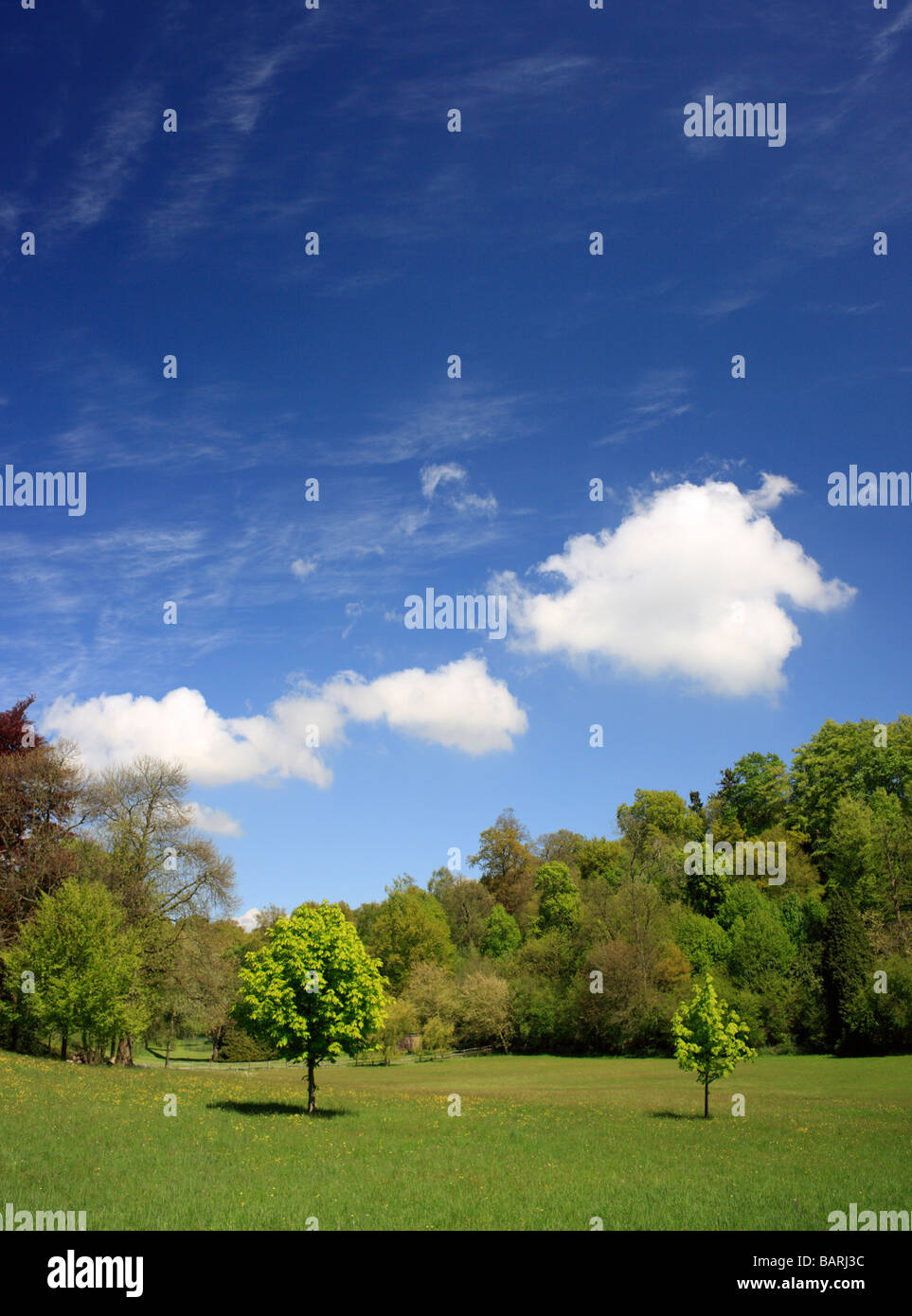 Meadow with trees hi-res stock photography and images - Alamy