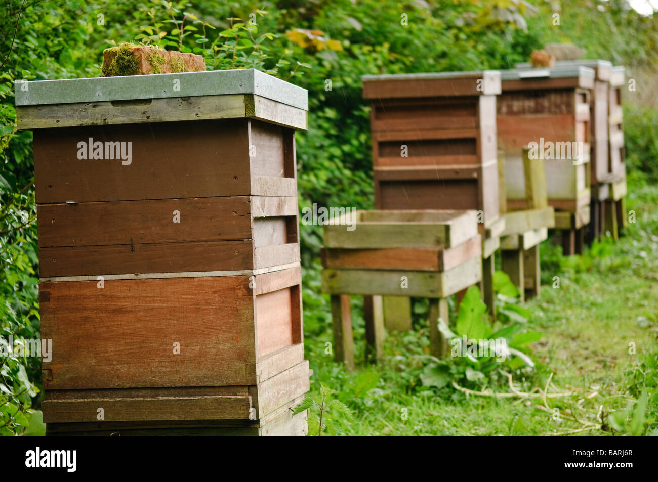 Line of bee hives against a hedge in the rain Stock Photo - Alamy