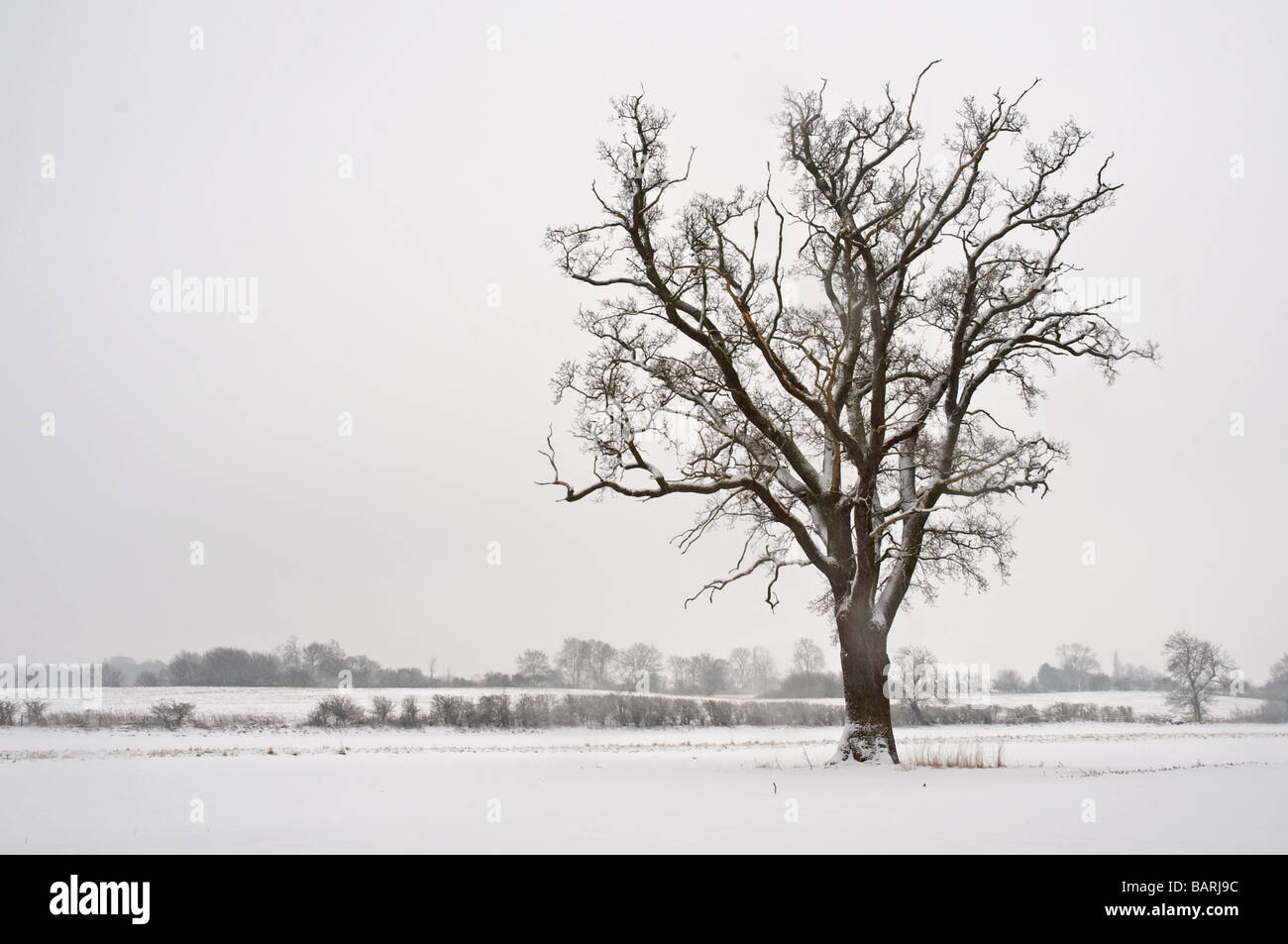 Lone tree in the snow Stock Photo - Alamy
