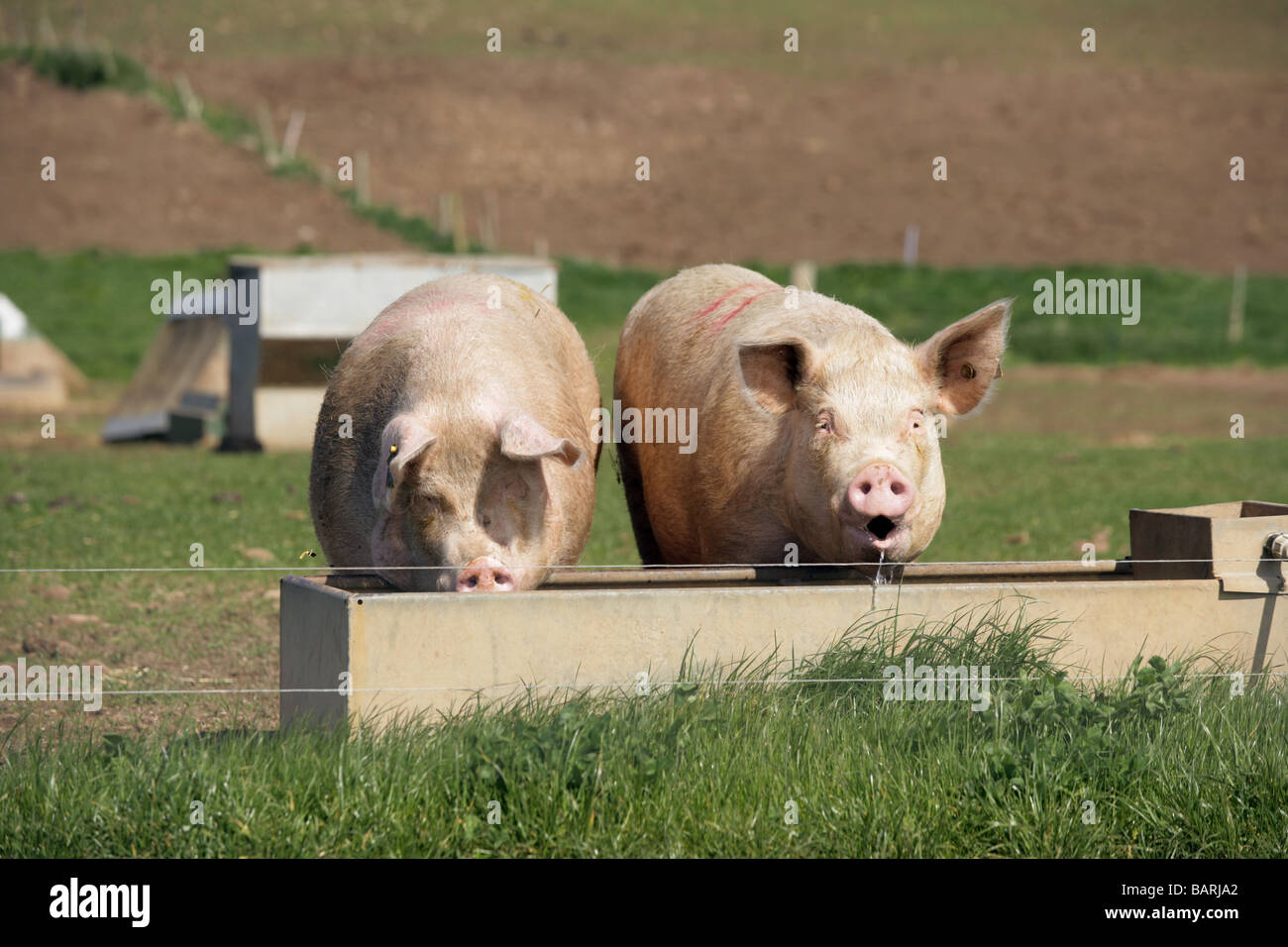 Two pigs drinking at a water trough Stock Photo - Alamy
