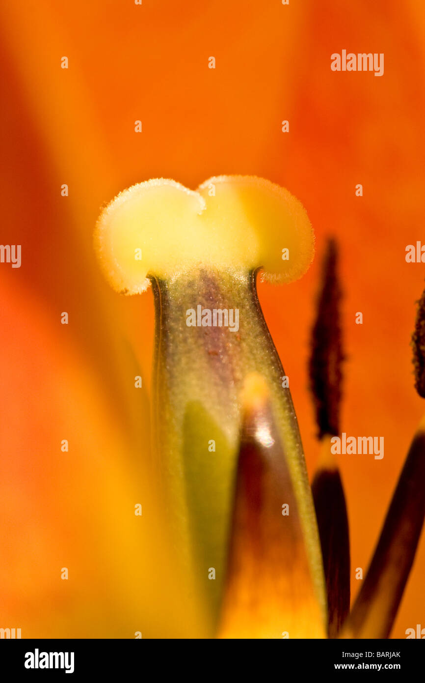 Macro image of the inside of tulip flower featuring stamen and anthers ...