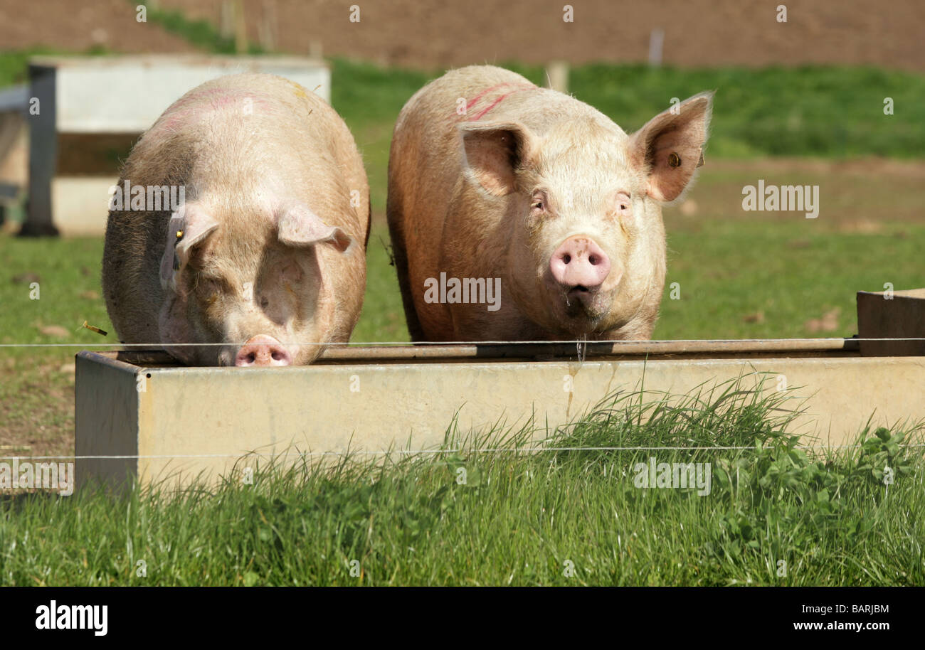 Two pigs drinking at a water trough Stock Photo - Alamy