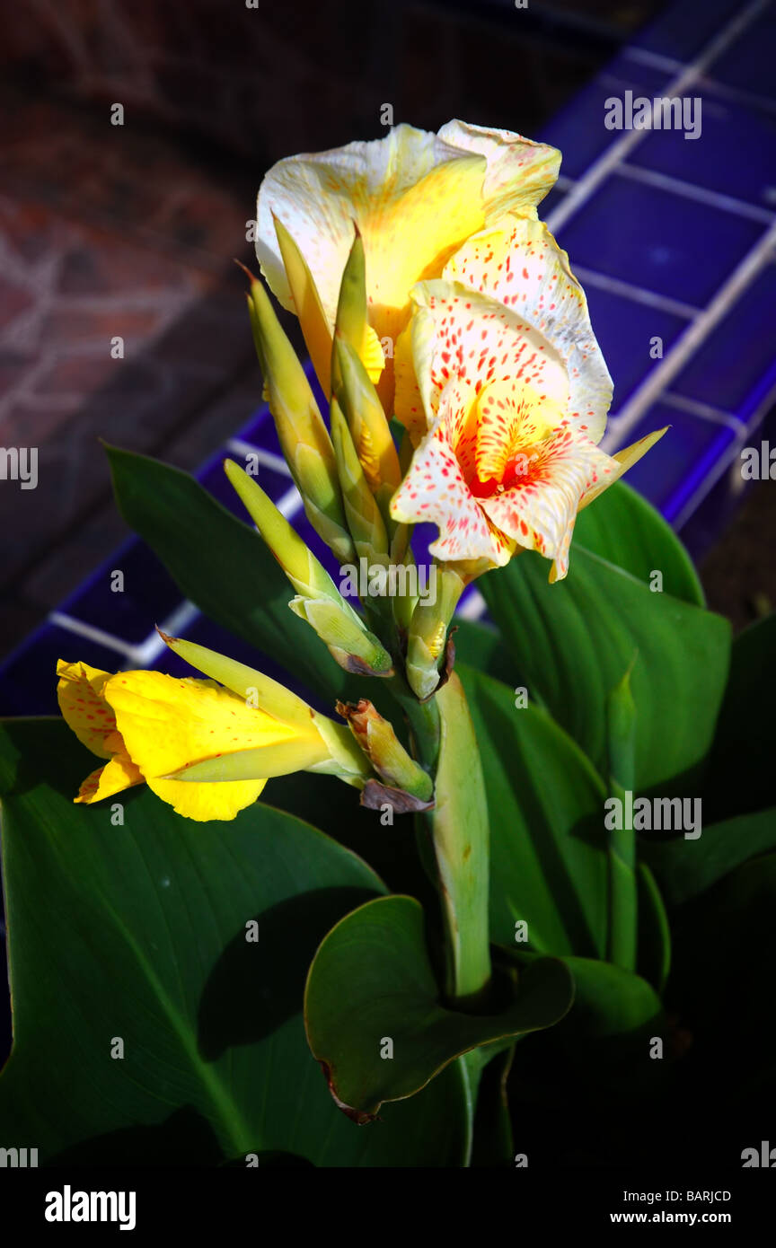 Multi colored spotted canna lily in garden with tile wall Stock Photo ...