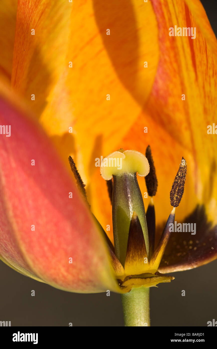 Macro image of the inside of tulip flower featuring stamen and anthers ...