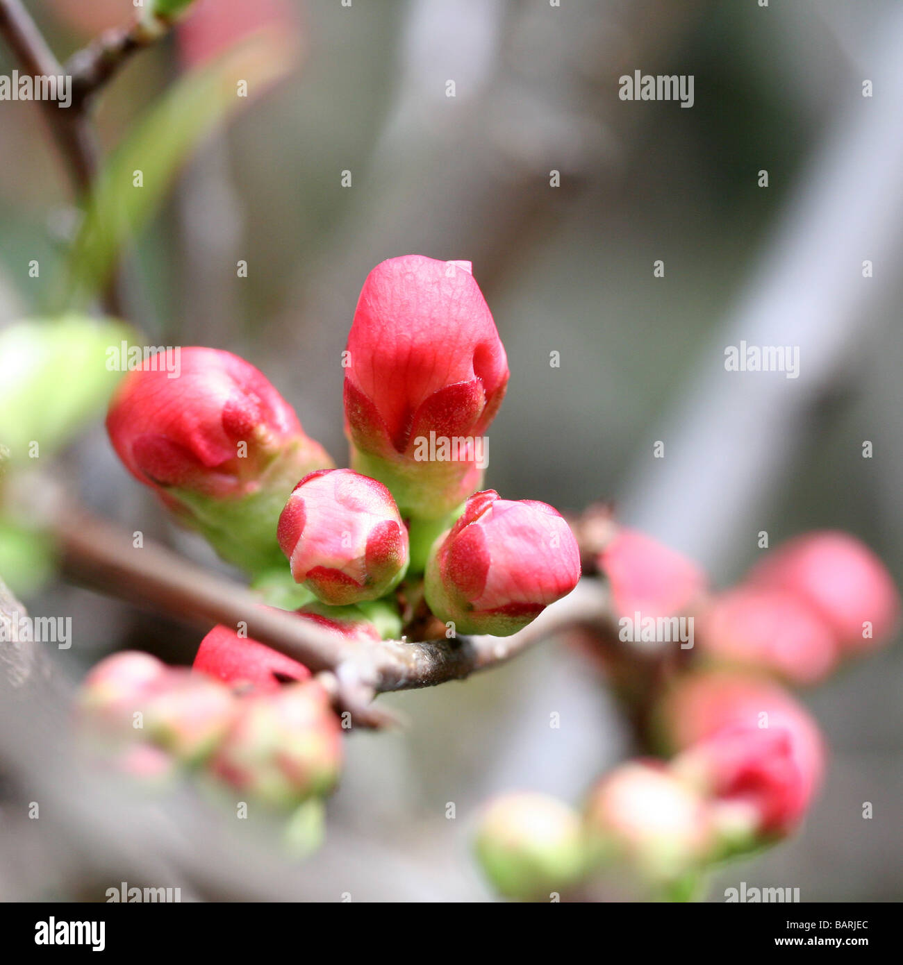 Japonica buds in early spring Stock Photo - Alamy