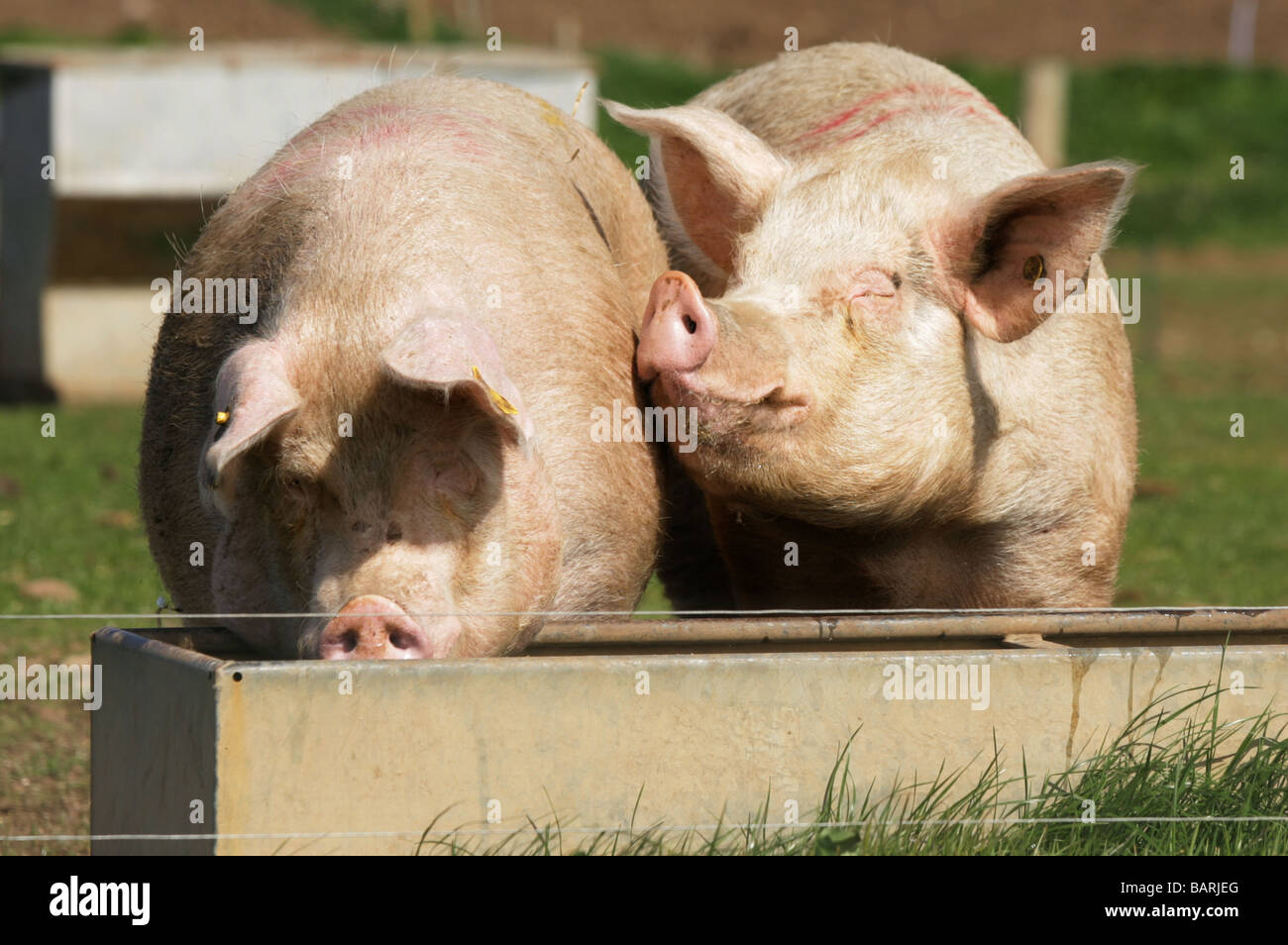 Two pigs drinking at a water trough Stock Photo - Alamy