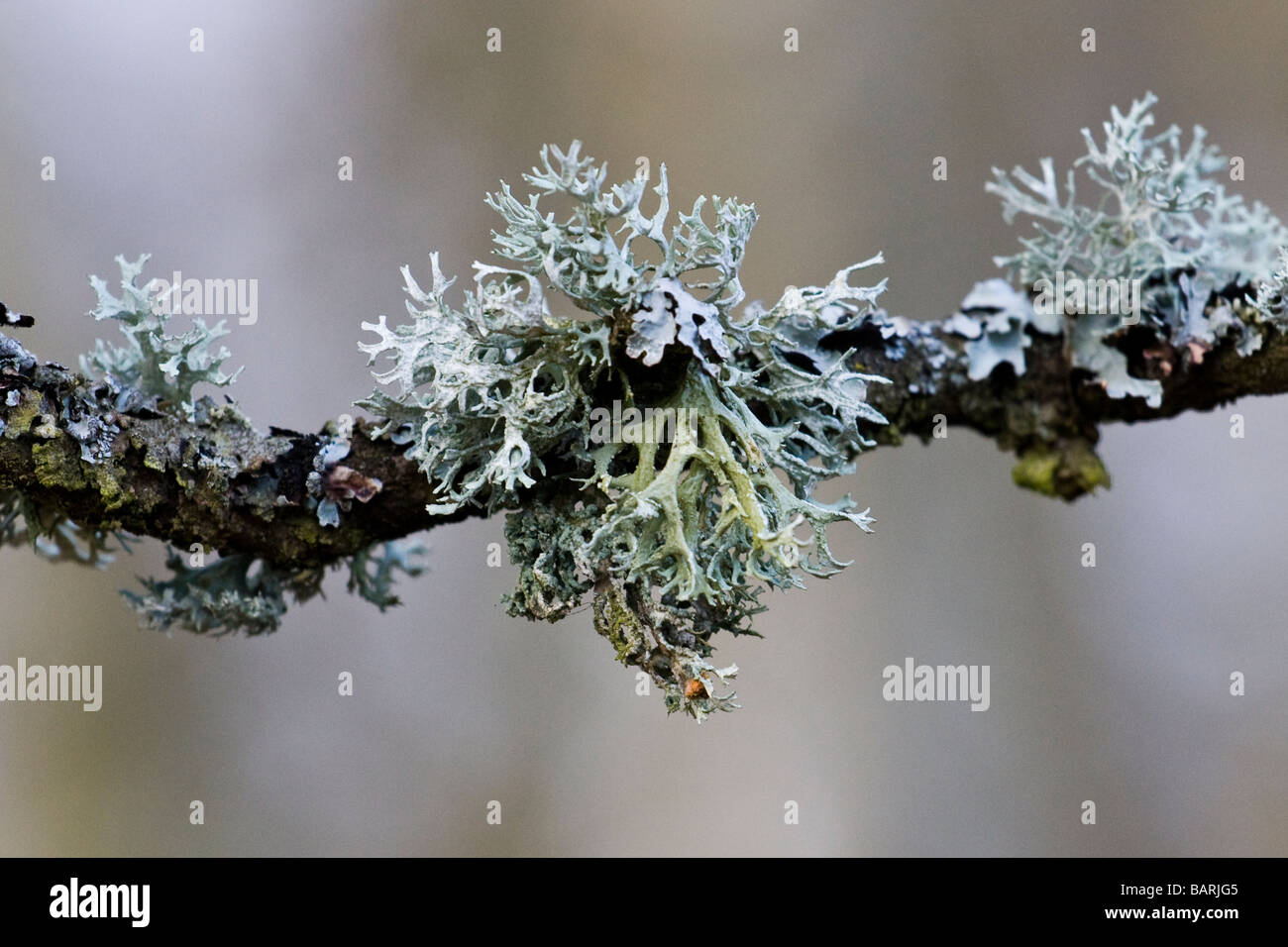 Lichen growing on a branch Stock Photo - Alamy