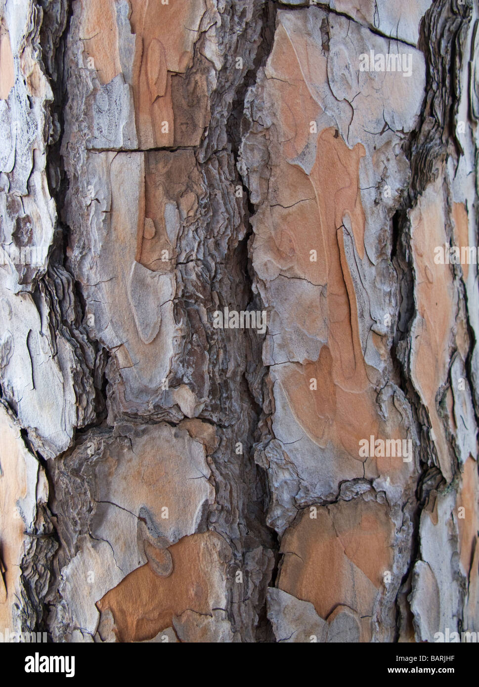 Close up Detail of Pine Tree Bark Stock Photo - Alamy