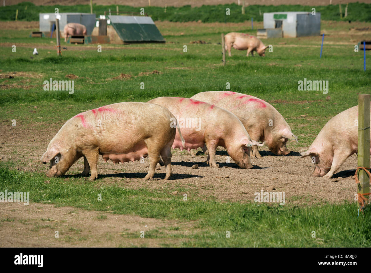 Livestock outside hi-res stock photography and images - Alamy