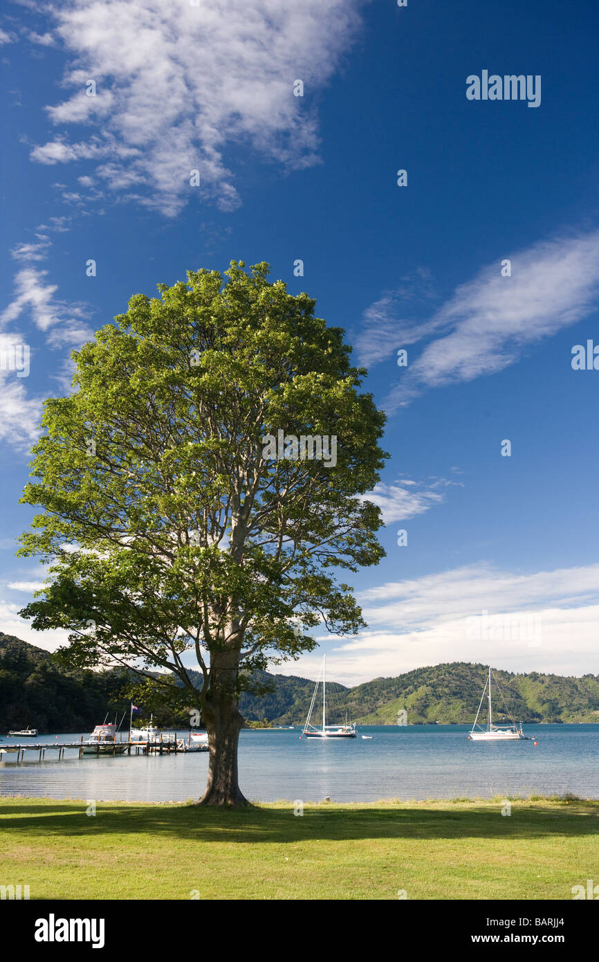 Endeavour Inlet Marlborough Sound South Island New Zealand Stock Photo ...