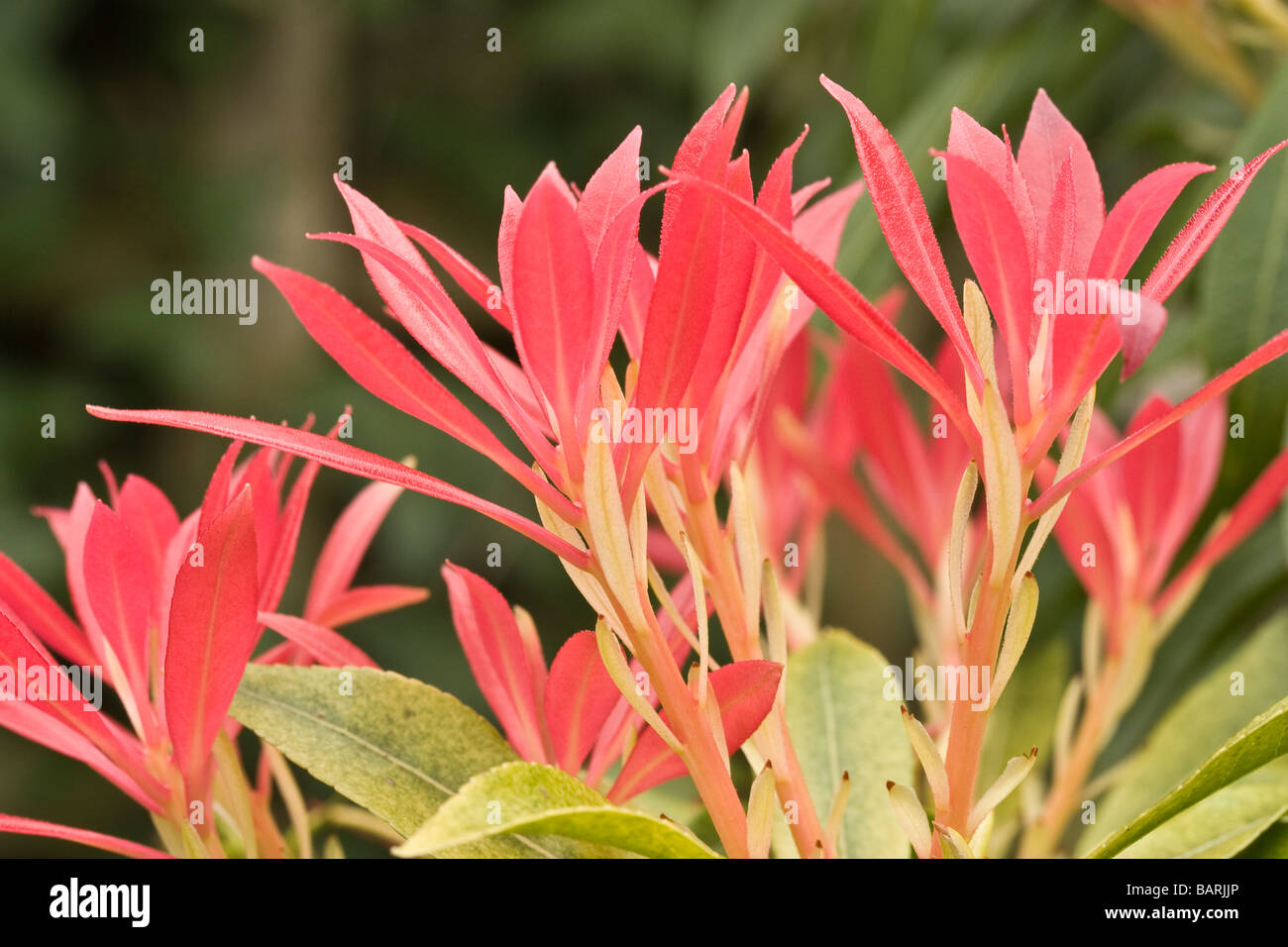 New peiris growth red leaves Stock Photo - Alamy