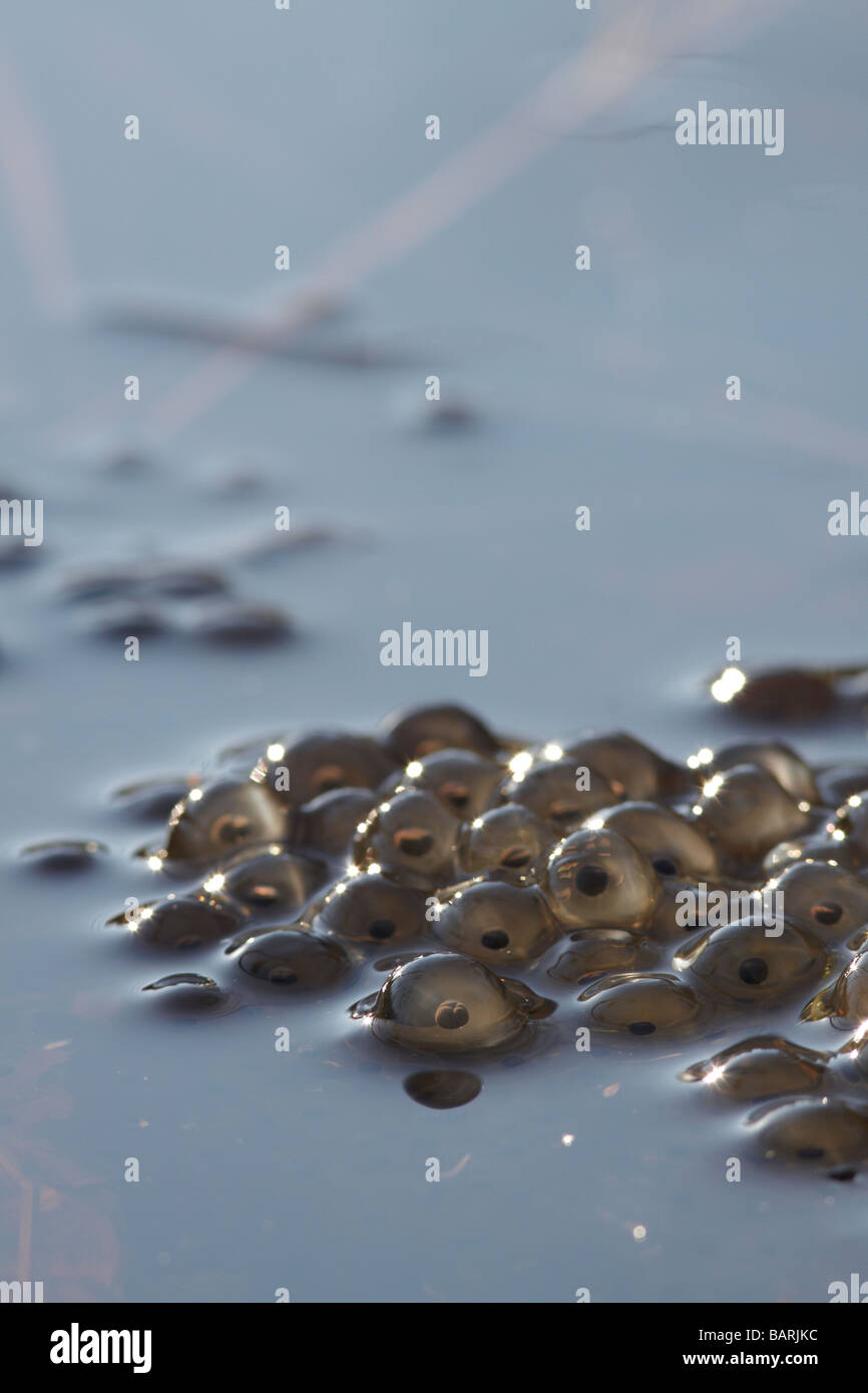 Early amphibian life hi-res stock photography and images - Alamy