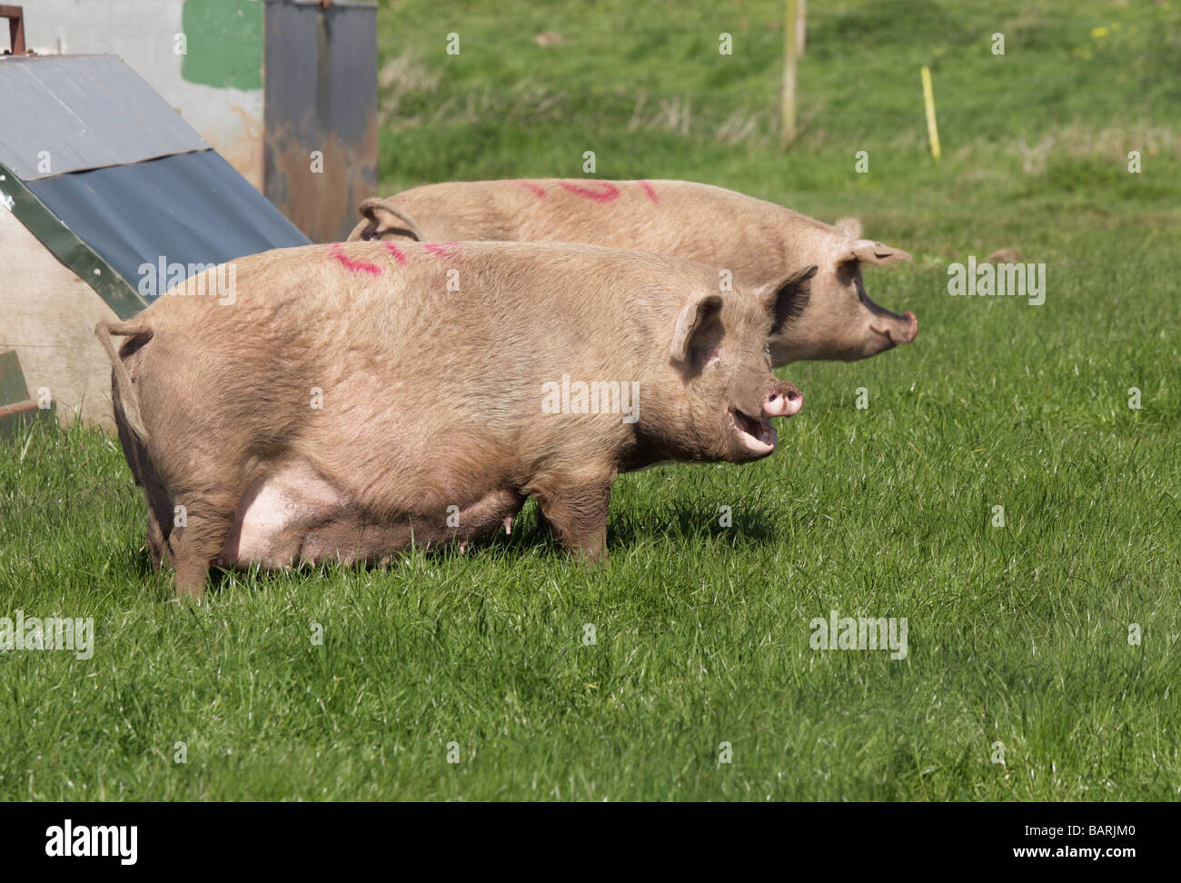 Pigs outside on a Scottsih farm Stock Photo - Alamy