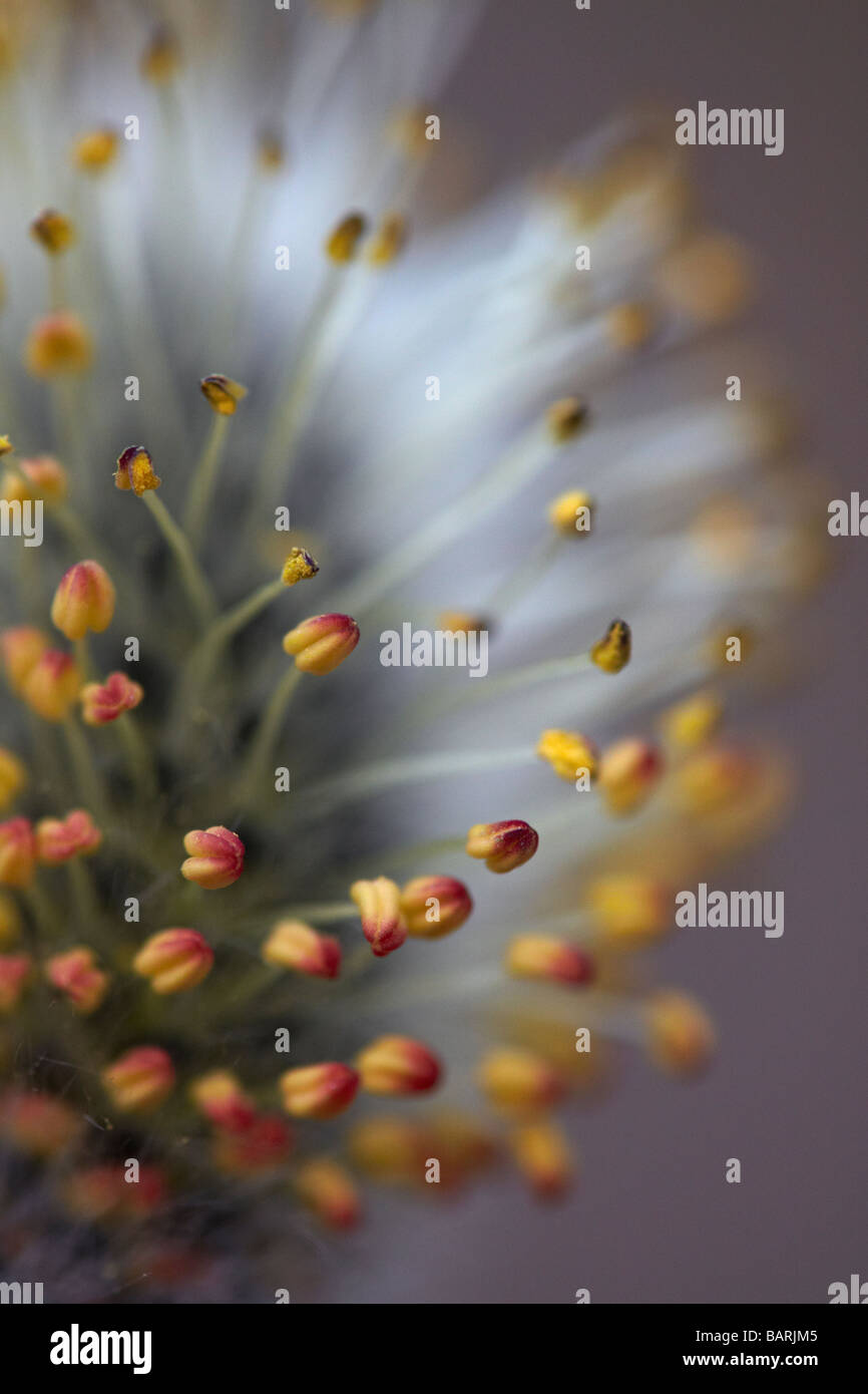 Flowering willow catkin Stock Photo - Alamy