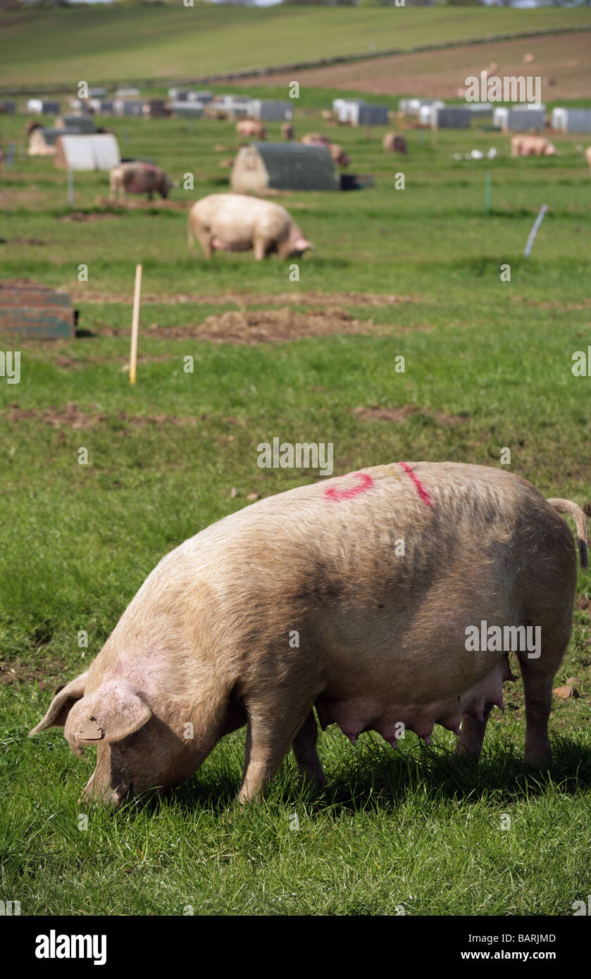 Pigs on an outside farm in Fife UK Stock Photo - Alamy
