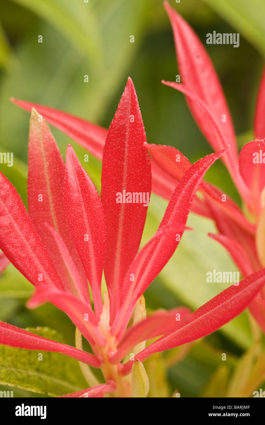 New pieris growth showing bright red new leaves Stock Photo - Alamy