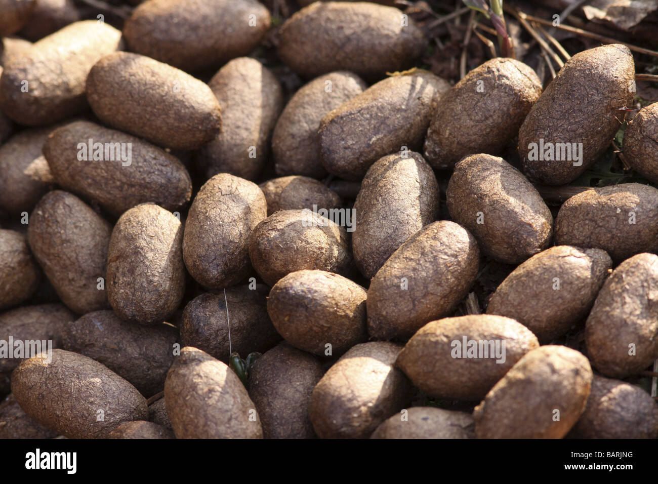 Moose droppings hi-res stock photography and images - Alamy