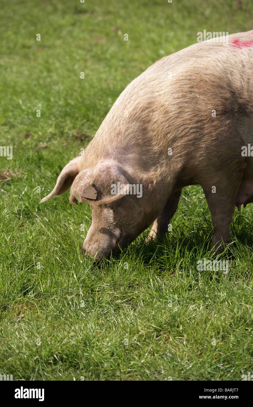 Pigs outside on a Scottsih farm Stock Photo - Alamy