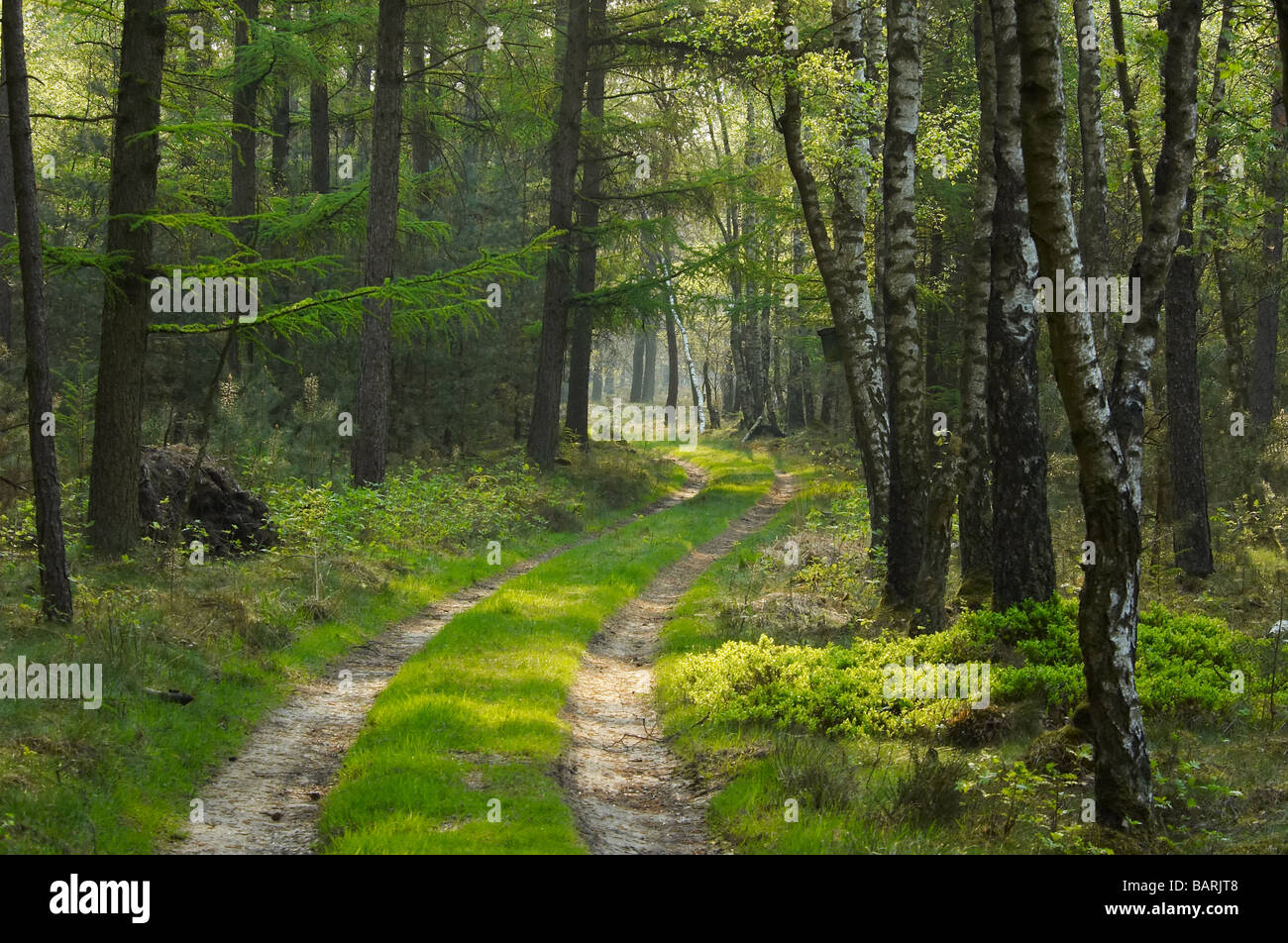 A road between the trees in the Hoge veluwe Holland Stock Photo - Alamy