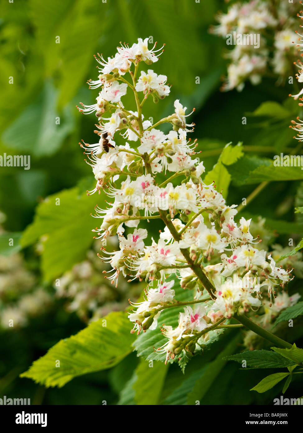 Chestnut tree flower hi-res stock photography and images - Alamy