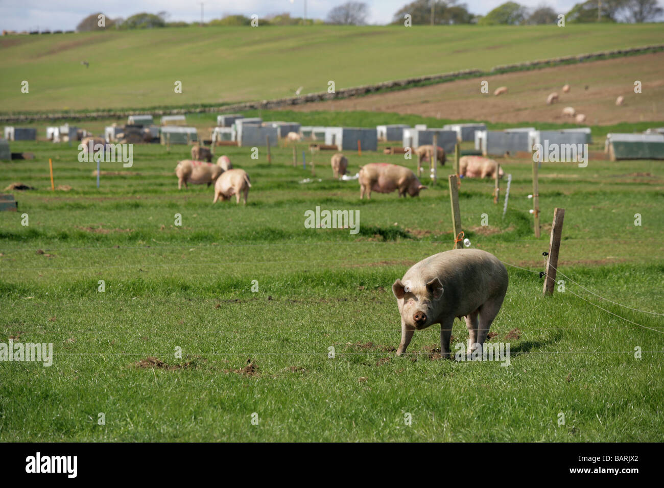 Livestock pigs uk hi-res stock photography and images - Alamy