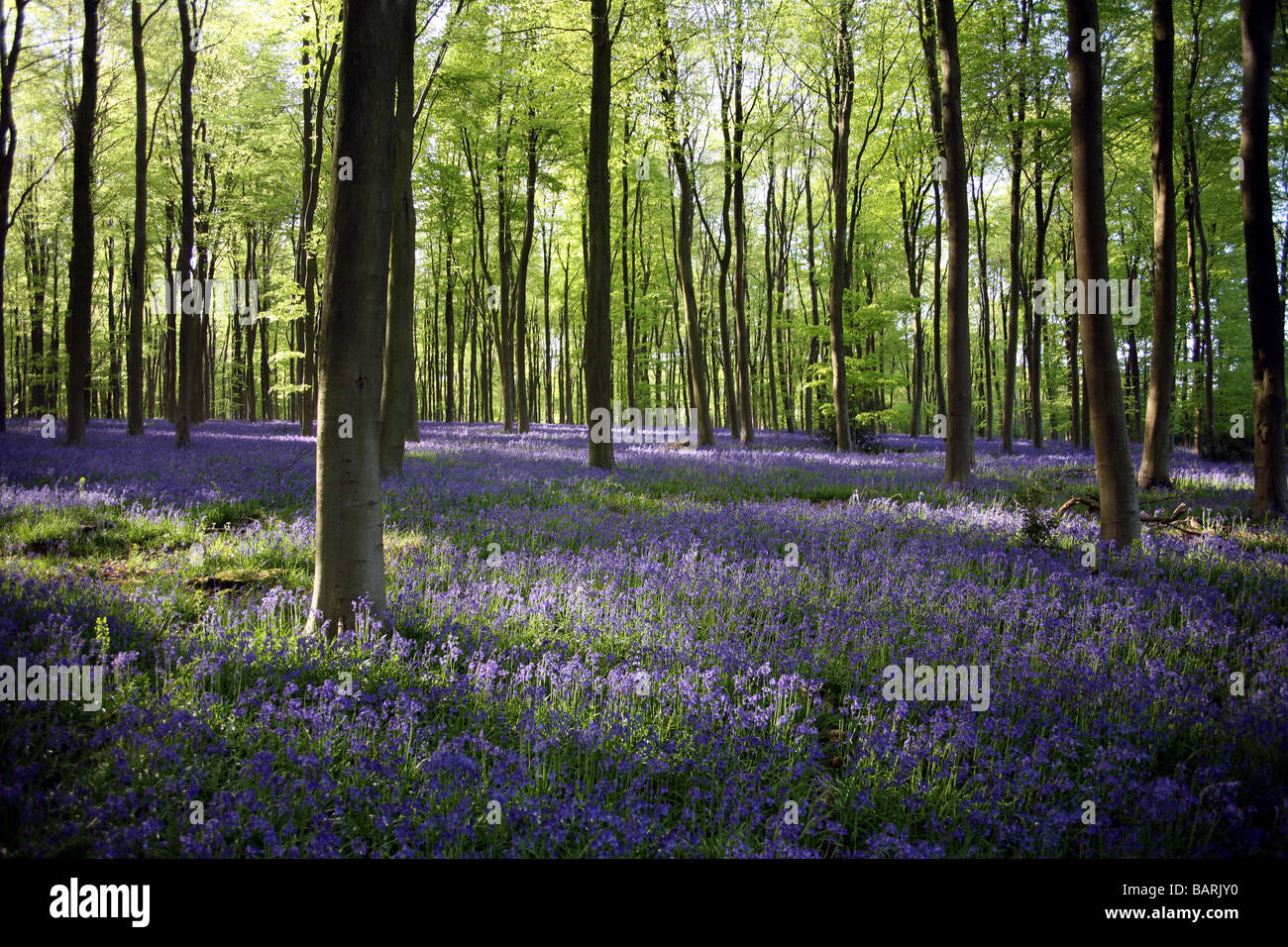 Bluebell woods at Micheldever Hampshire Stock Photo - Alamy