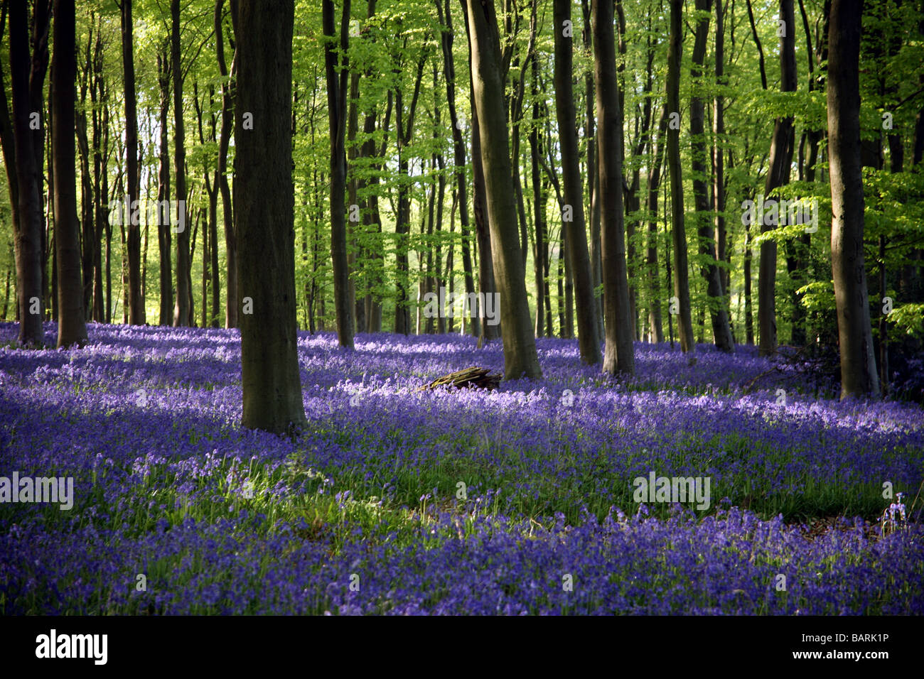 Bluebell woods at Micheldever Hampshire Stock Photo - Alamy