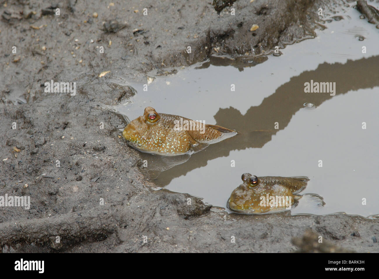 Mud skipper couple Stock Photo - Alamy