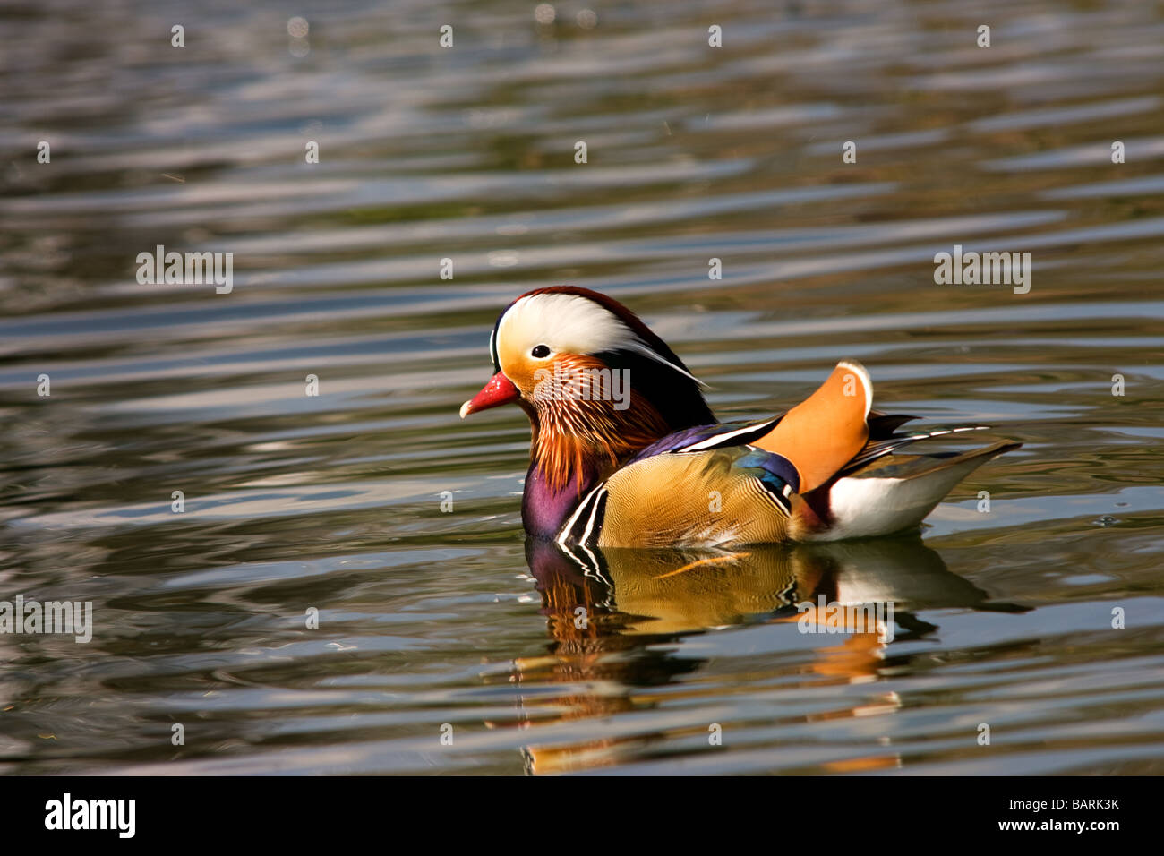Colour duck hi-res stock photography and images - Alamy