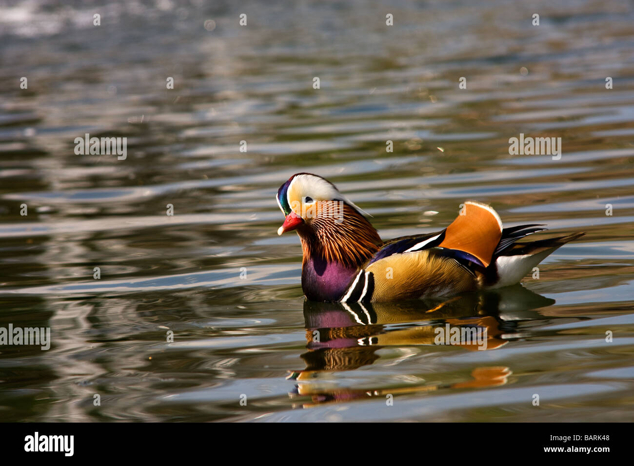 Mandarin Duck cocking head Stock Photo - Alamy