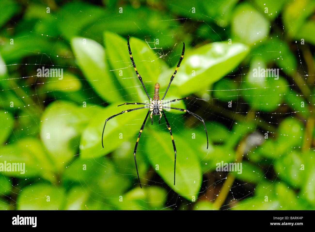 Spider on web Stock Photo - Alamy