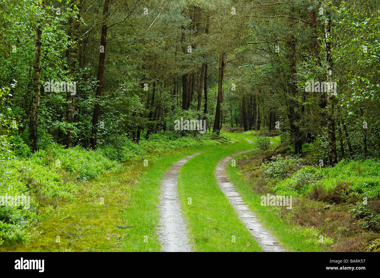 Hoge veluwe forest spring hi-res stock photography and images - Alamy