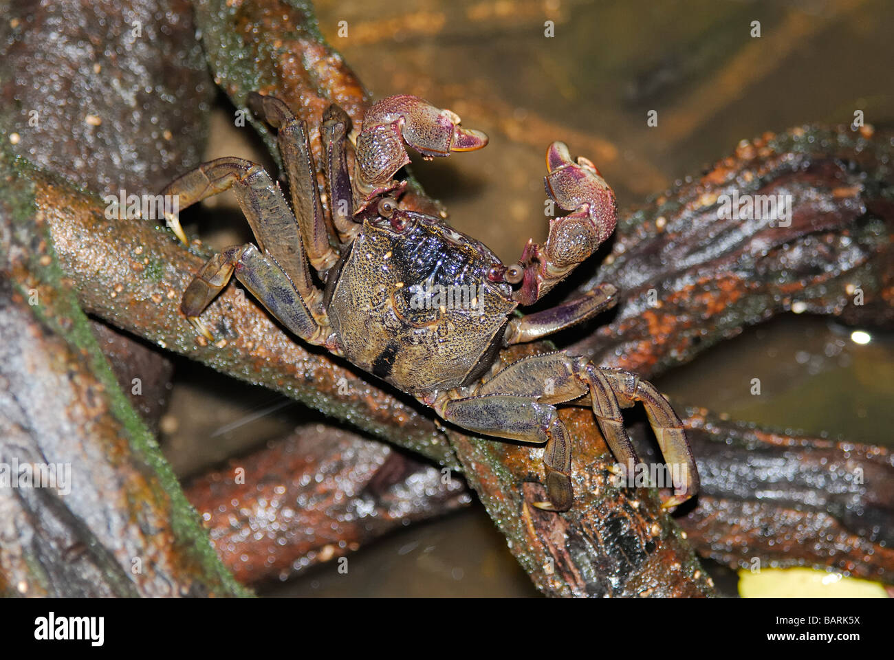 Tree climbing crab hi-res stock photography and images - Alamy