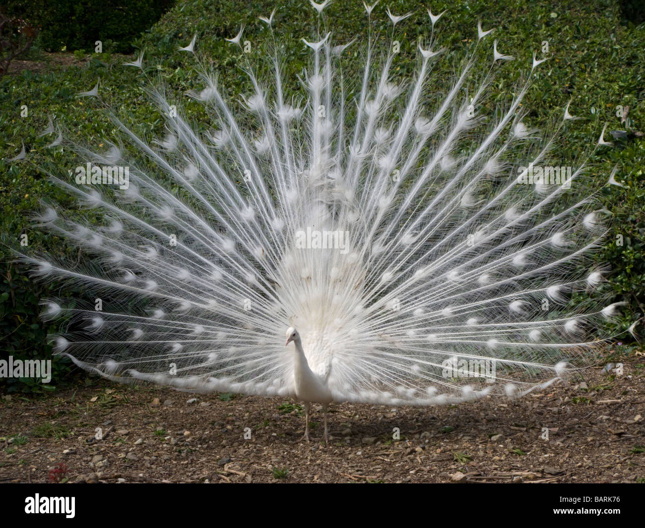Peacock fantail display hi-res stock photography and images - Alamy