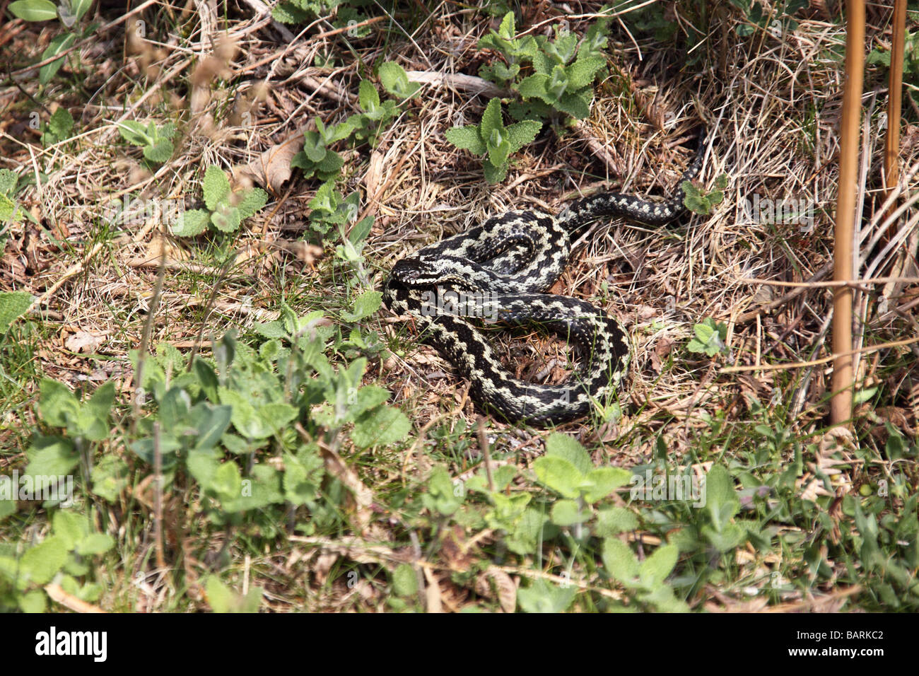 Male Snake High Resolution Stock Photography and Images - Alamy